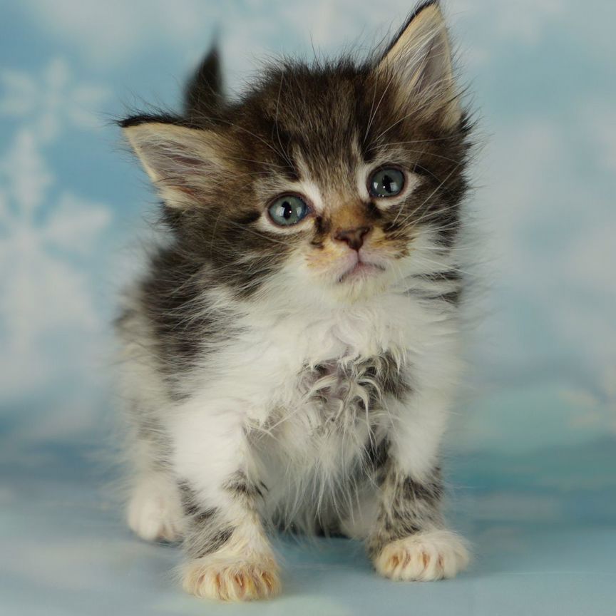 Сибирские котята лесного окраса питомник