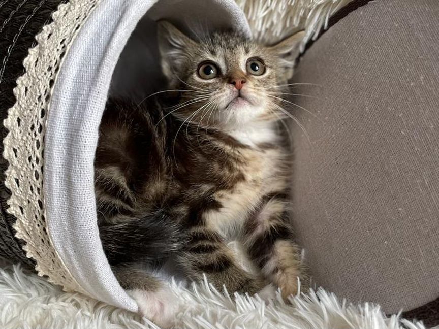 Котенок Мартина сирота