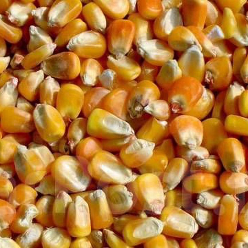 Кукуруза фуражная