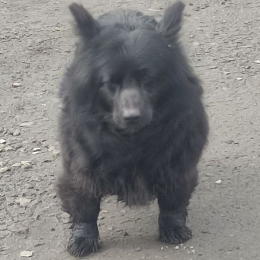 Взрослая собака в добрые руки