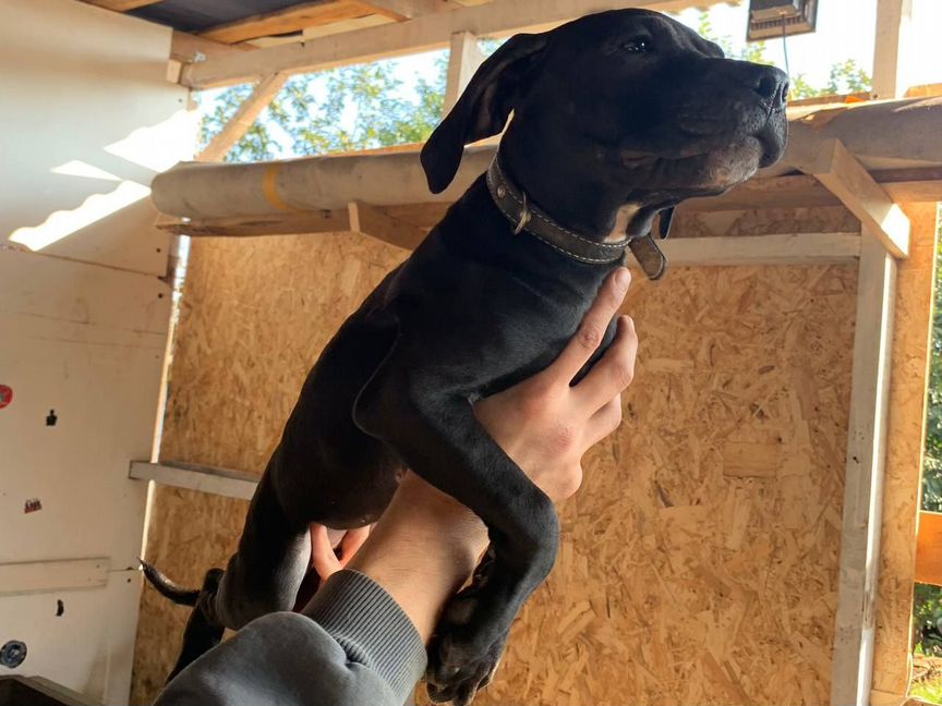 Щенки американского питбуля