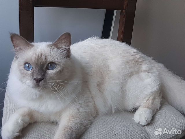 Священная бирма