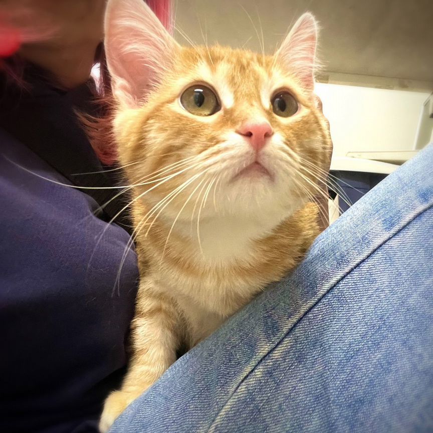 Ласковый рыжий мурчалка котенок