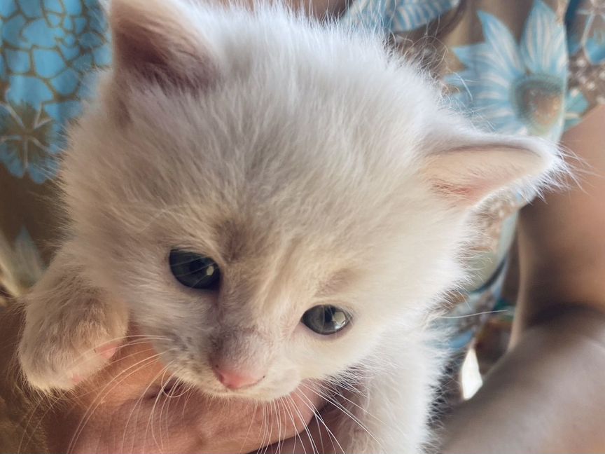 Белый котёнок с голубыми глазами