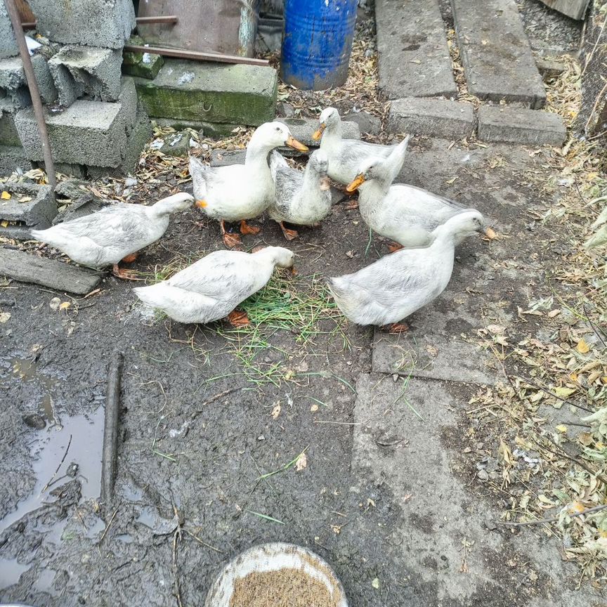 Утки
