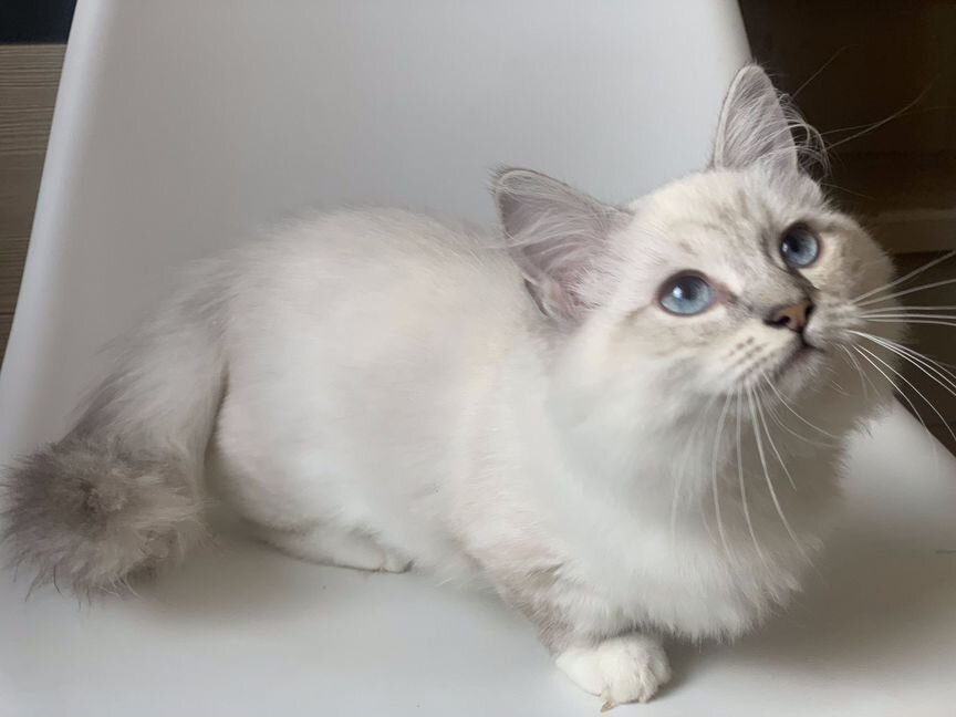 Котята манчкин