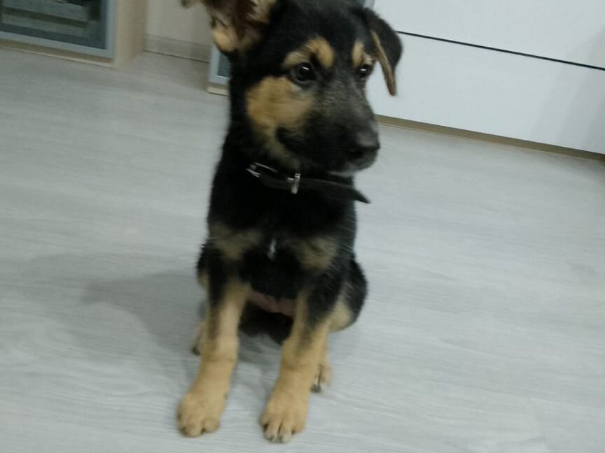 Собаки щенки