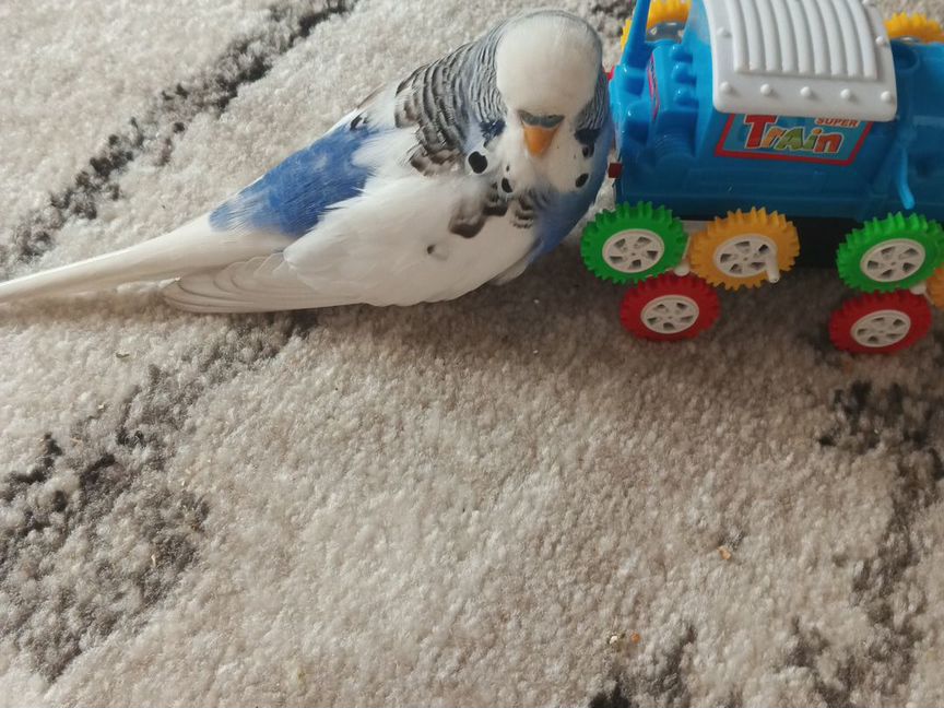 Попугай получех