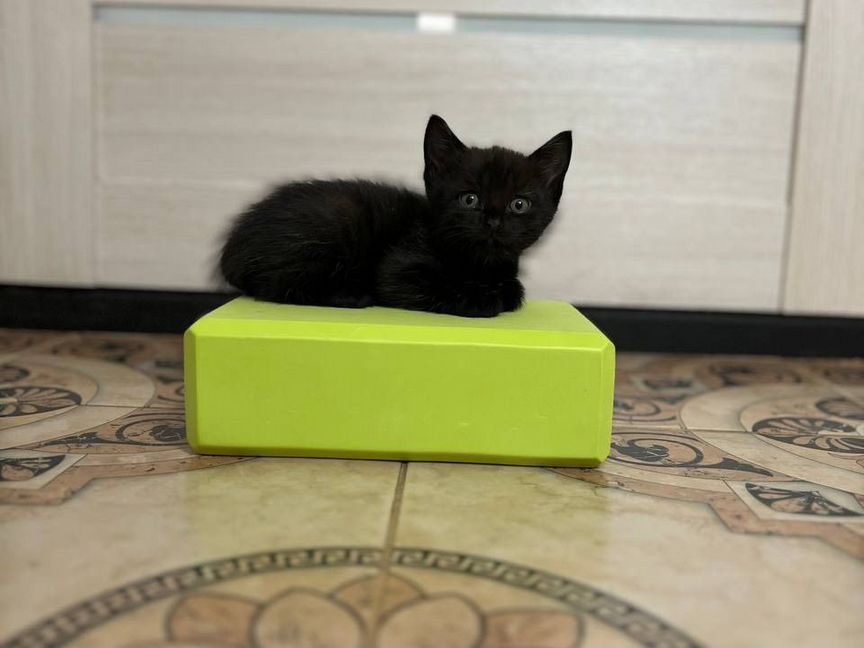 Котята