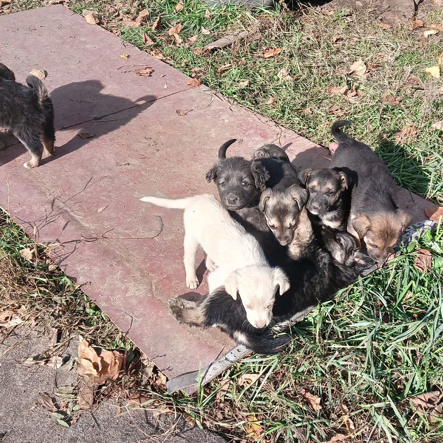 Отдам в добрые руки шинков