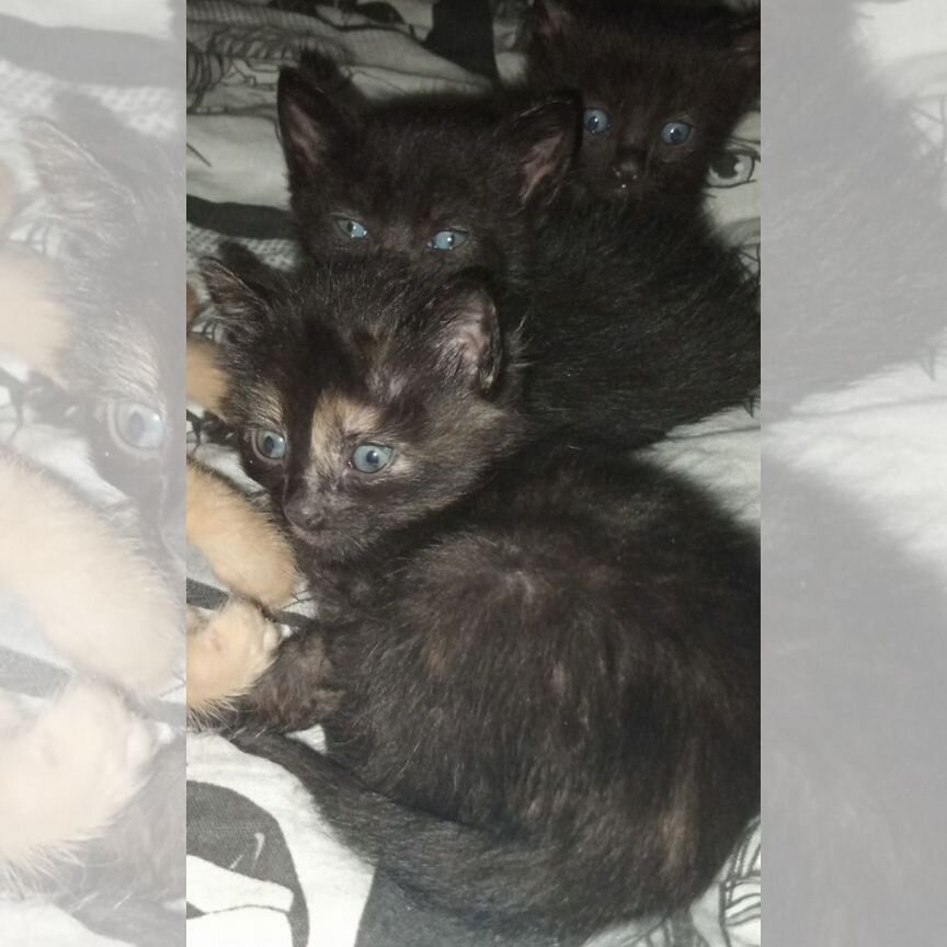 Котята в добрые руки