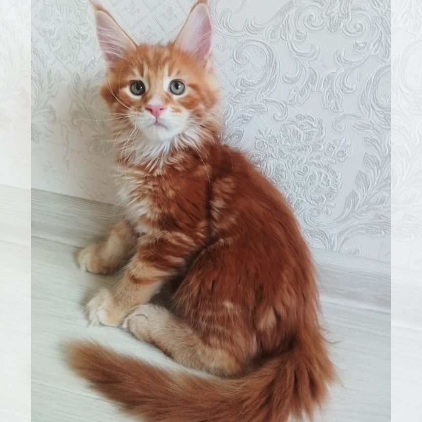 Мейн-кун котенок