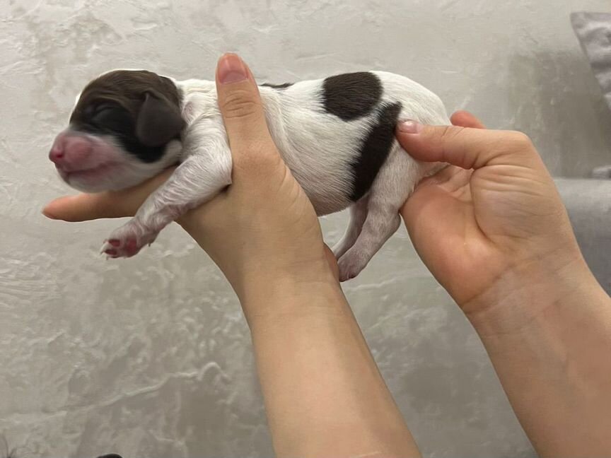 Щенки русского охотничего спаниеля