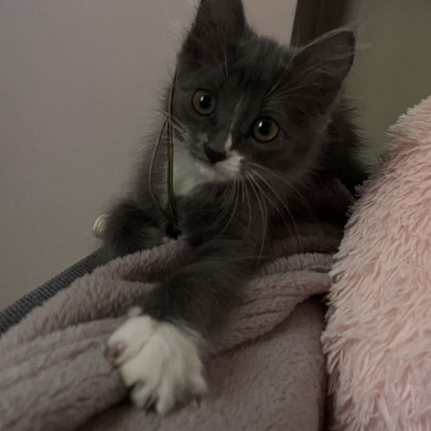 Котенок