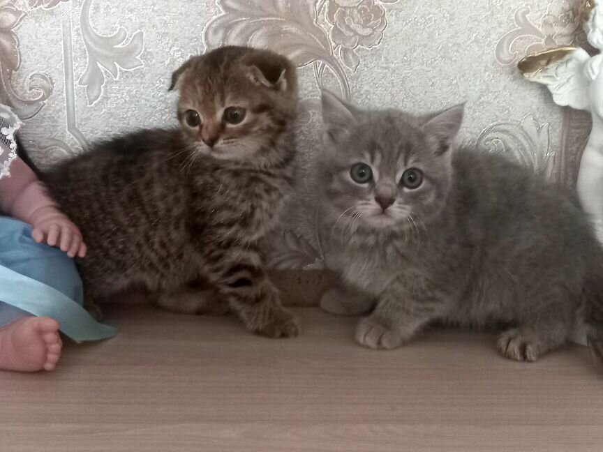 Шотландская вислоухая