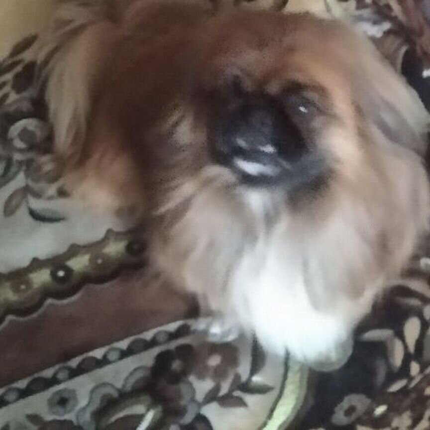 Японский хин, взрослый пёс