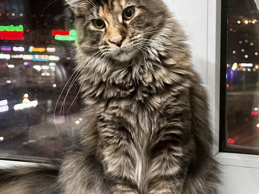 Котята мейн-кун