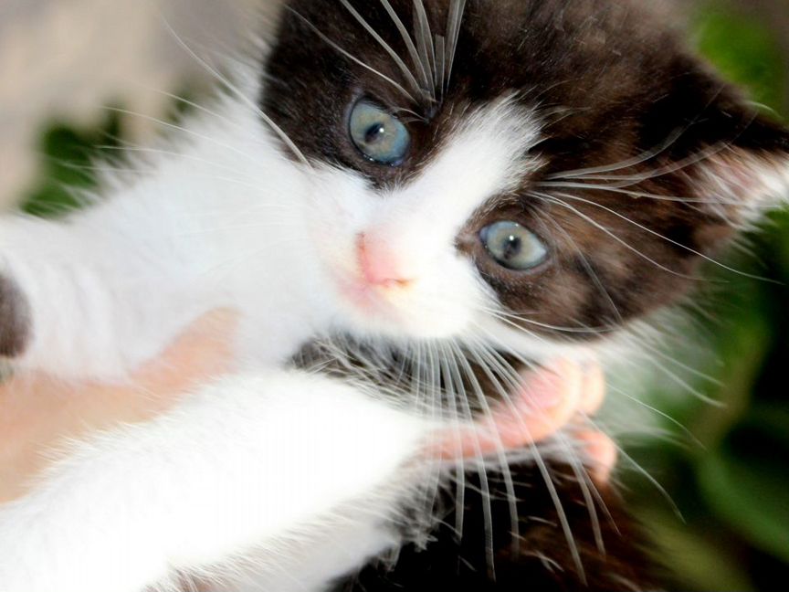 Котята в добрые руки приучены к лотку