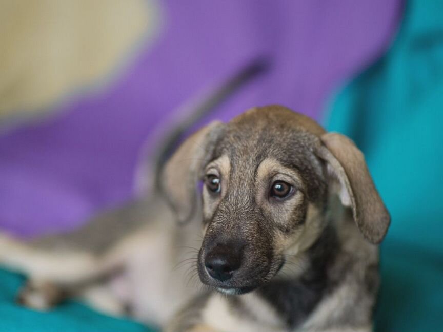 Волчок ищет дом