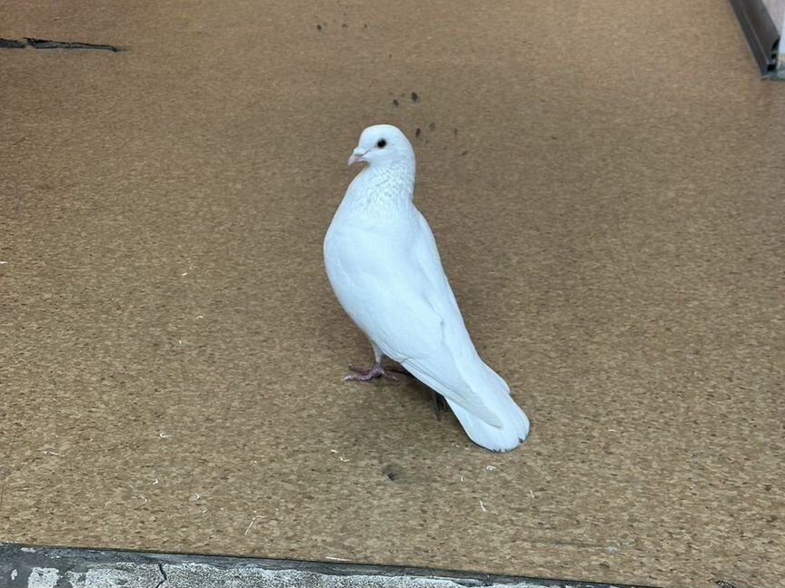 Потерялся голубь