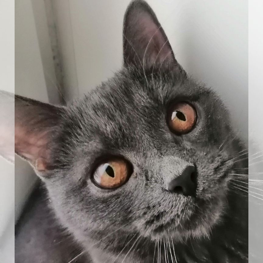 Британская короткошёрстная, взрослая кошка