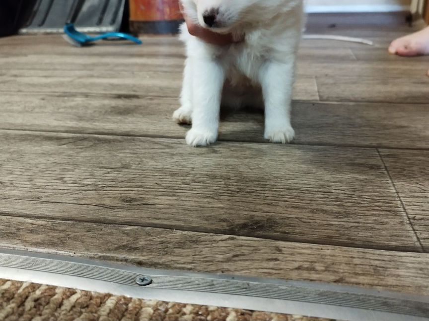 Щенок немецкого шпица мальчик