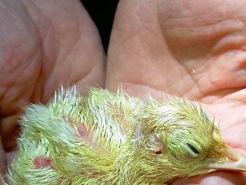 Индюшата Северо-Кавказские