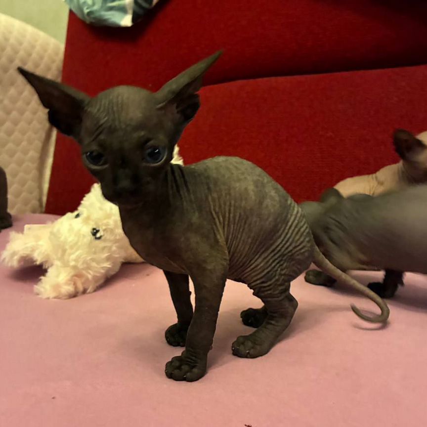 Канадский сфинкс котёнок