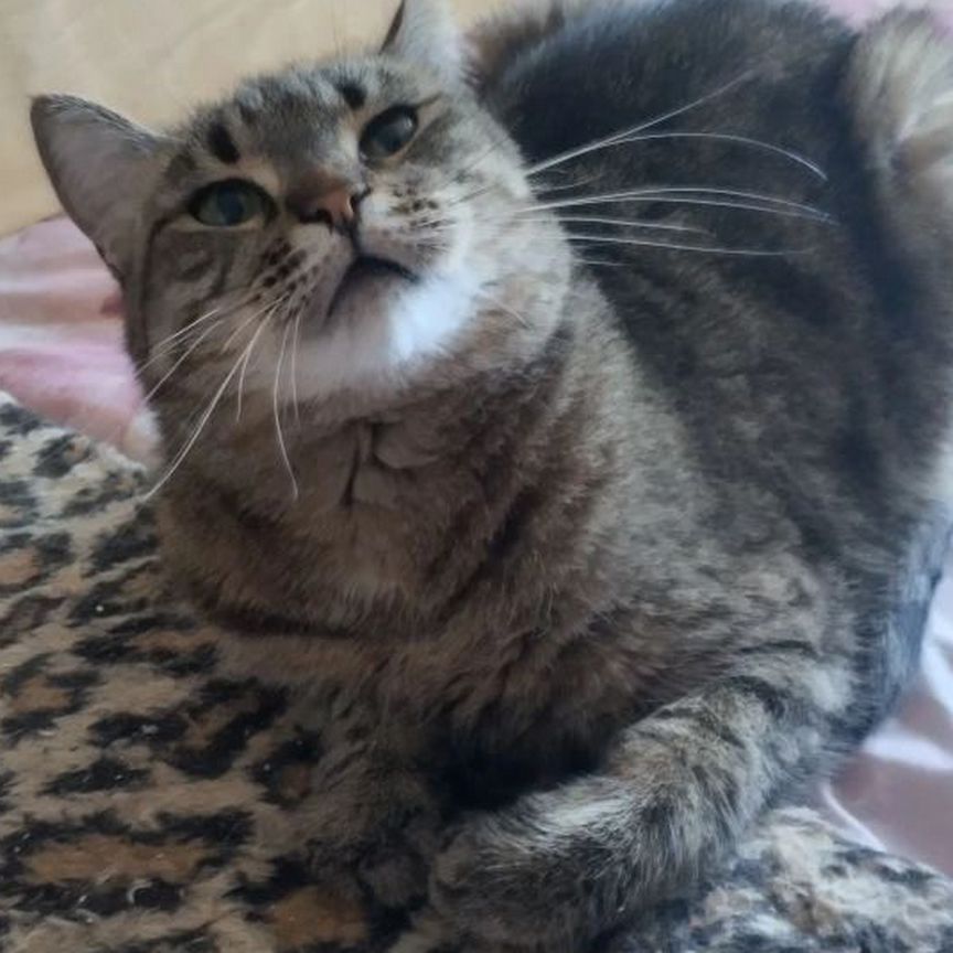 Взрослая, кошка в добрые руки