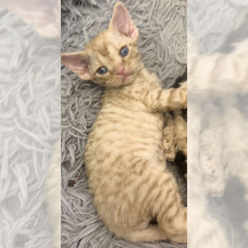 Девон-рекс котёнок
