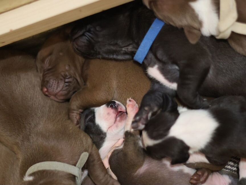 Щенки питбуля