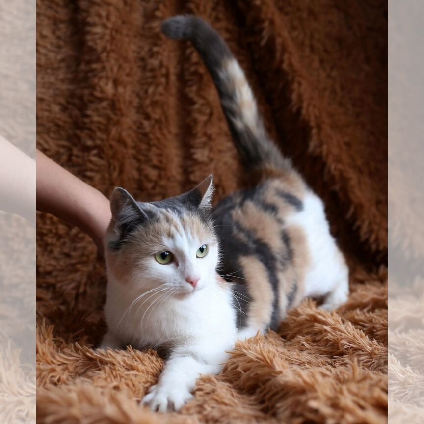 Кошка подросток 10 месяцев