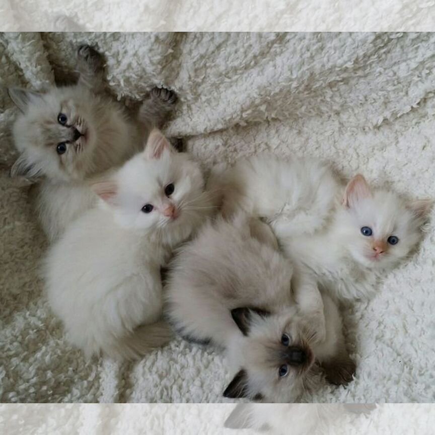 Невский маскарадный котёнок