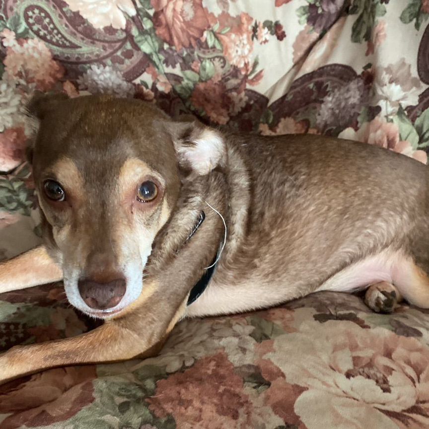 Взрослый пёс в добрые руки