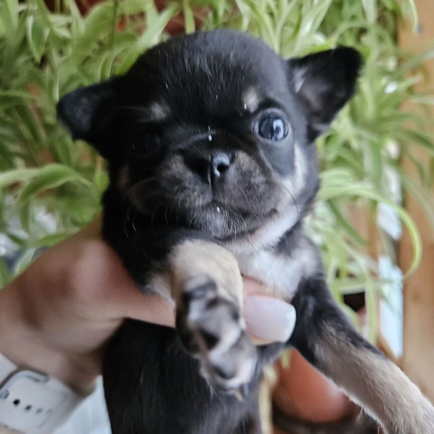 Щенки чихуахуа