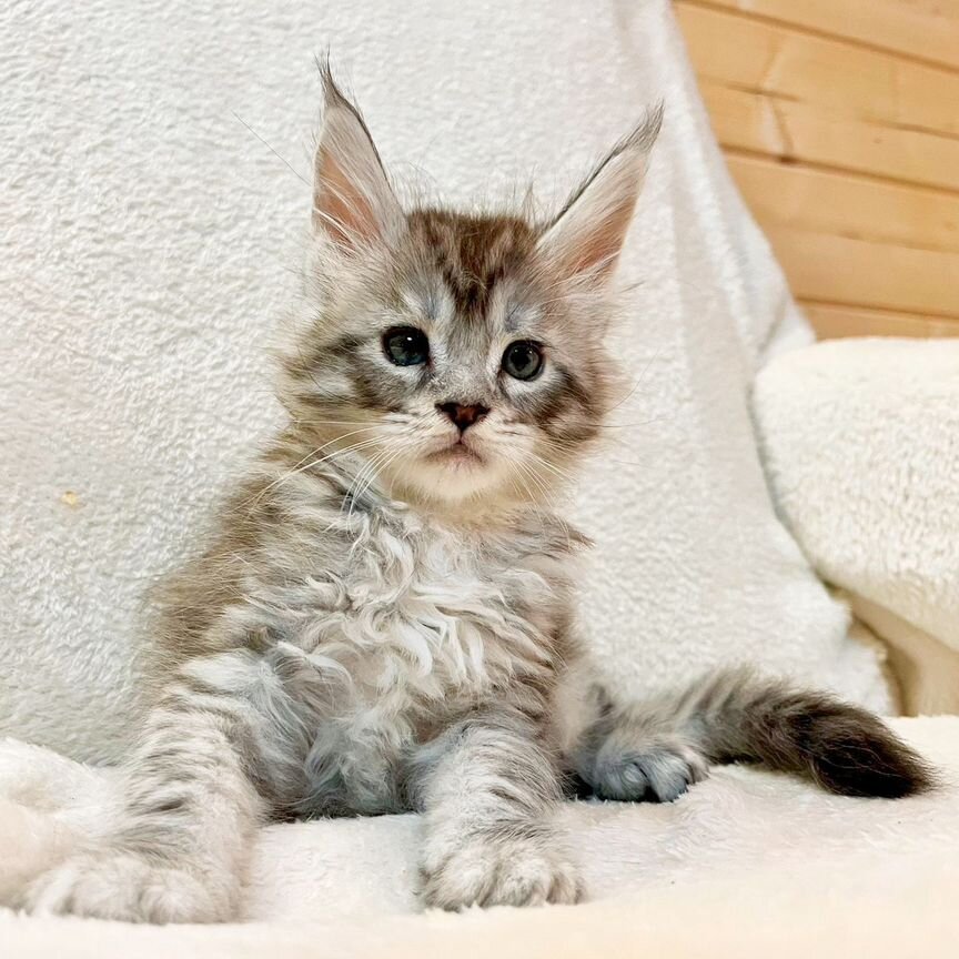 Мейкун котенок мальчик