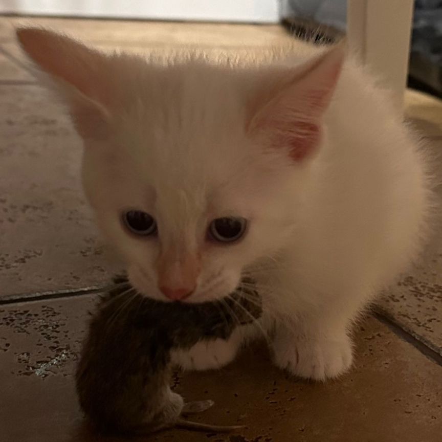 Котенок-девочка