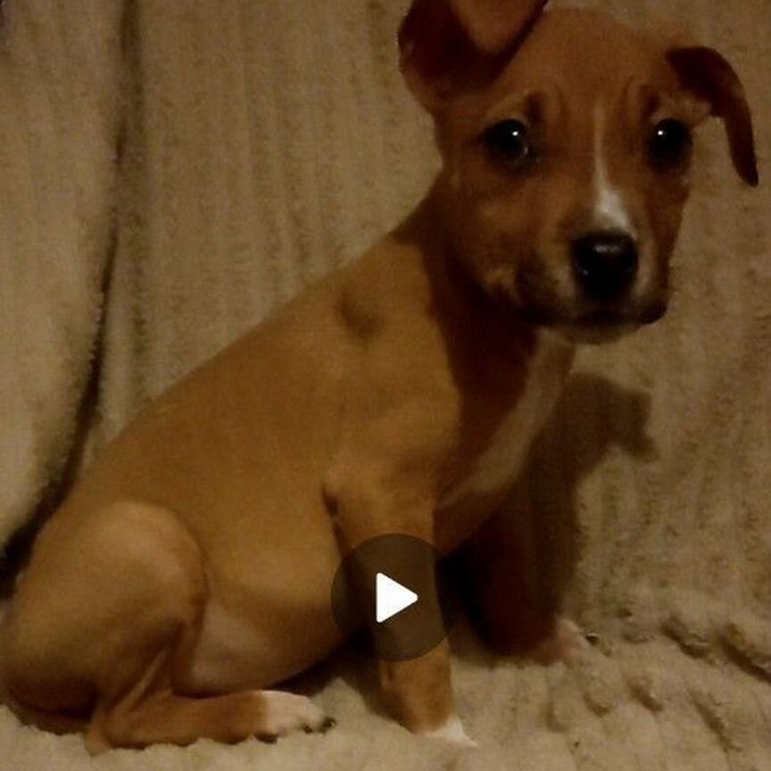 Американский стаффордширский терьер, щенок