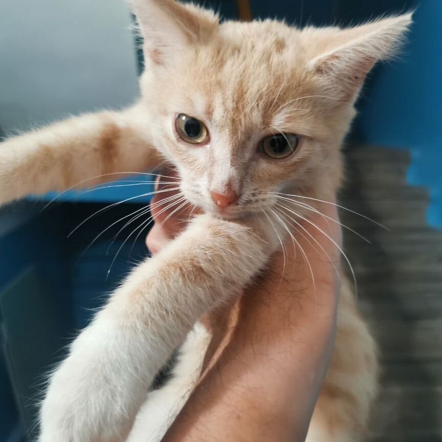 Котенок в добрые руки