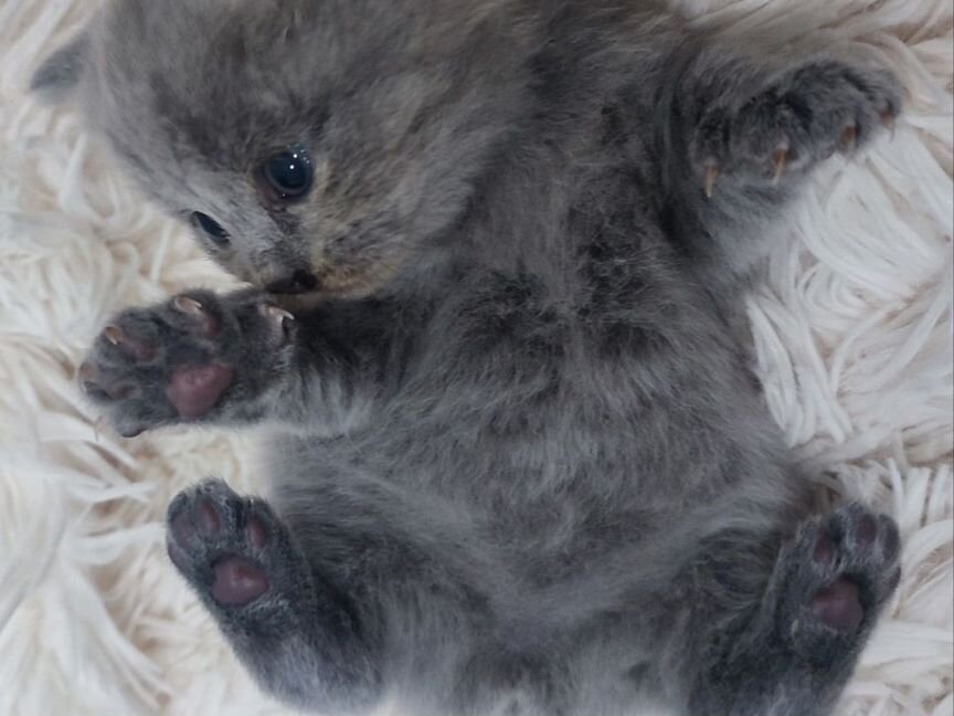 Британские вислоухие котята