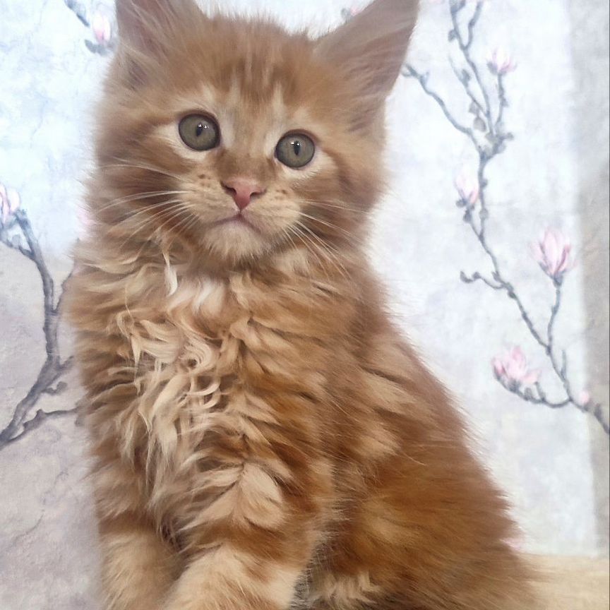 Девочка красный солид -2 мес