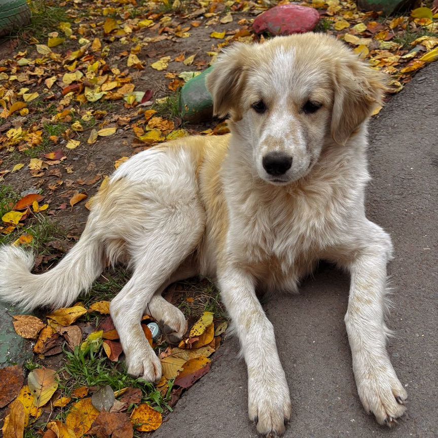 Щенок в добрые руки