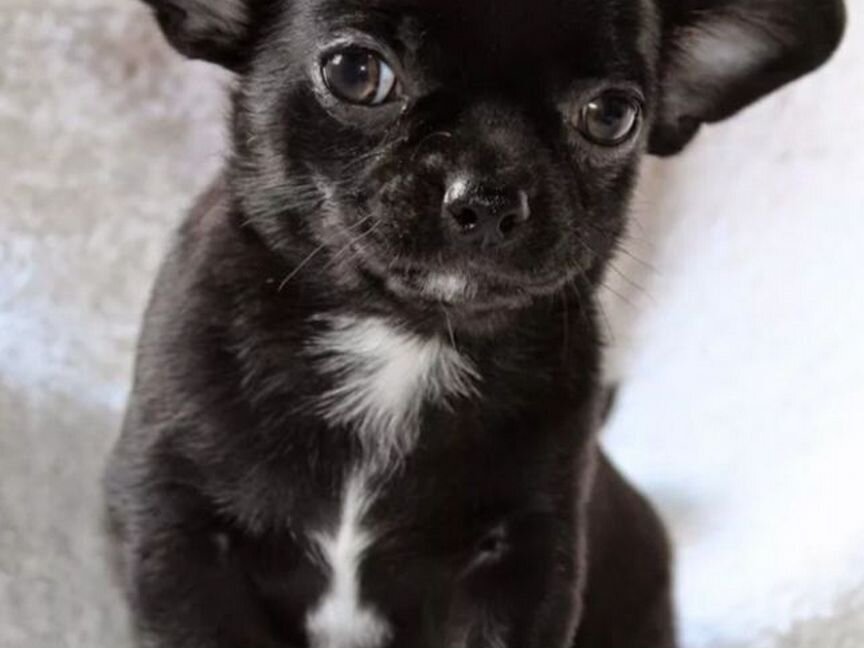 Чихуахуа мини