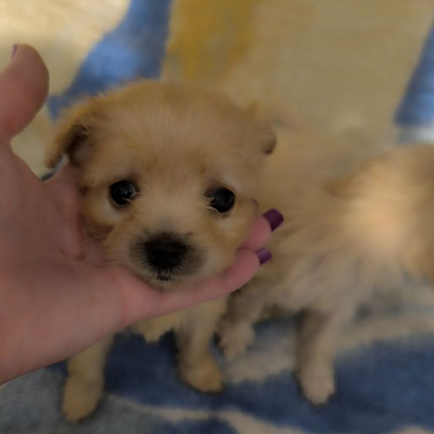 Мальтипу, щенок