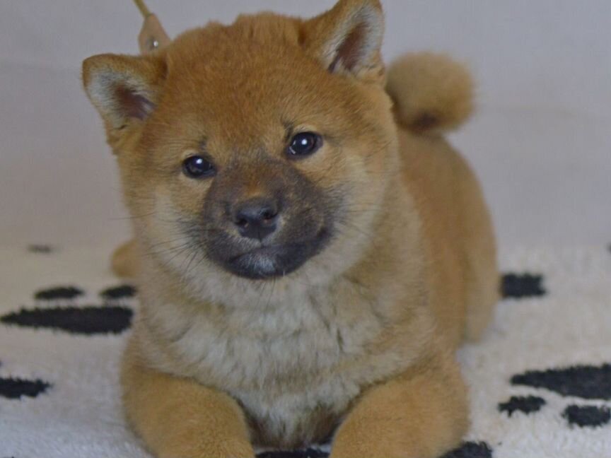 Сиба ину щенки