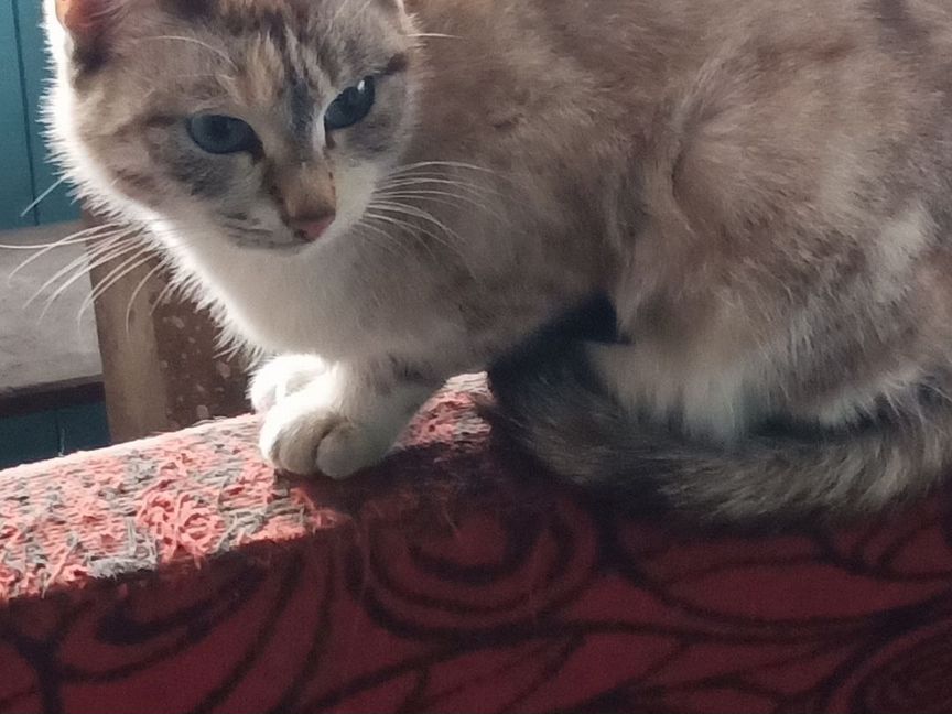 Котики бесплатно в добрые руки