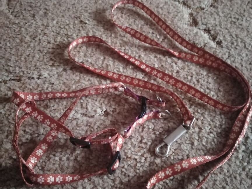 Поводок для животных