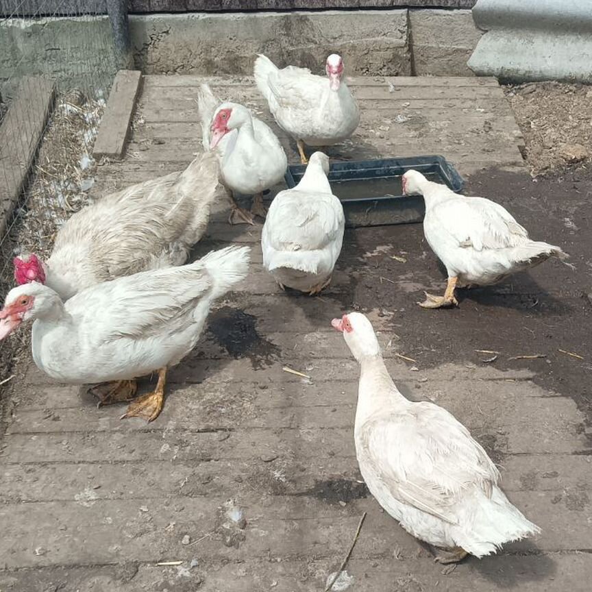 Индоутки на племя