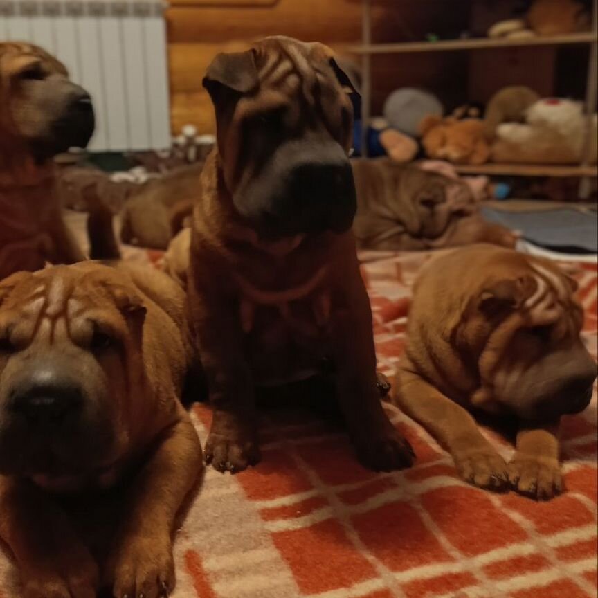 Щенки шарпея