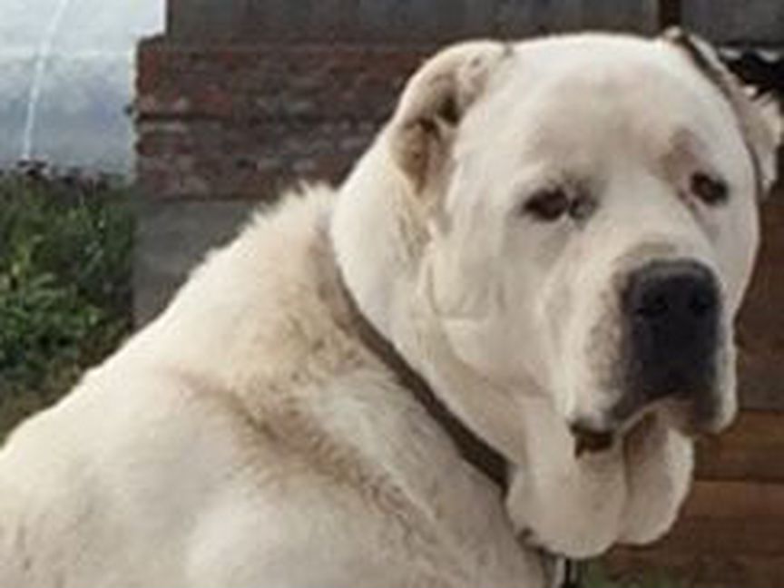 Вязка и продажа щенков Алабай